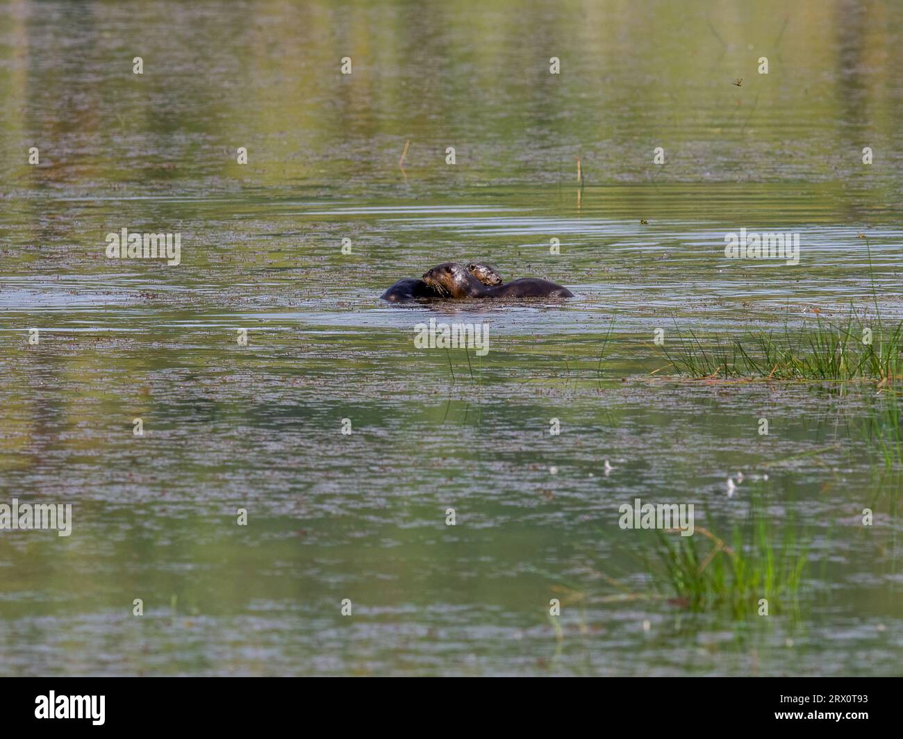 Celebrating the Resilience of Smooth-Coated Otters: Navigating the ... Celebrating the Resilience of Smooth-Coated Otters: Navigating the ...