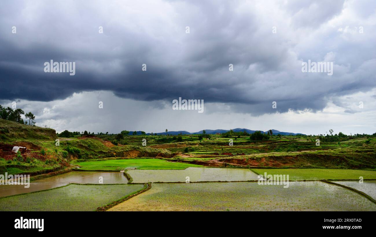 Paddy fields cultivation in Central East Madagascar Stock Photo - Alamy
