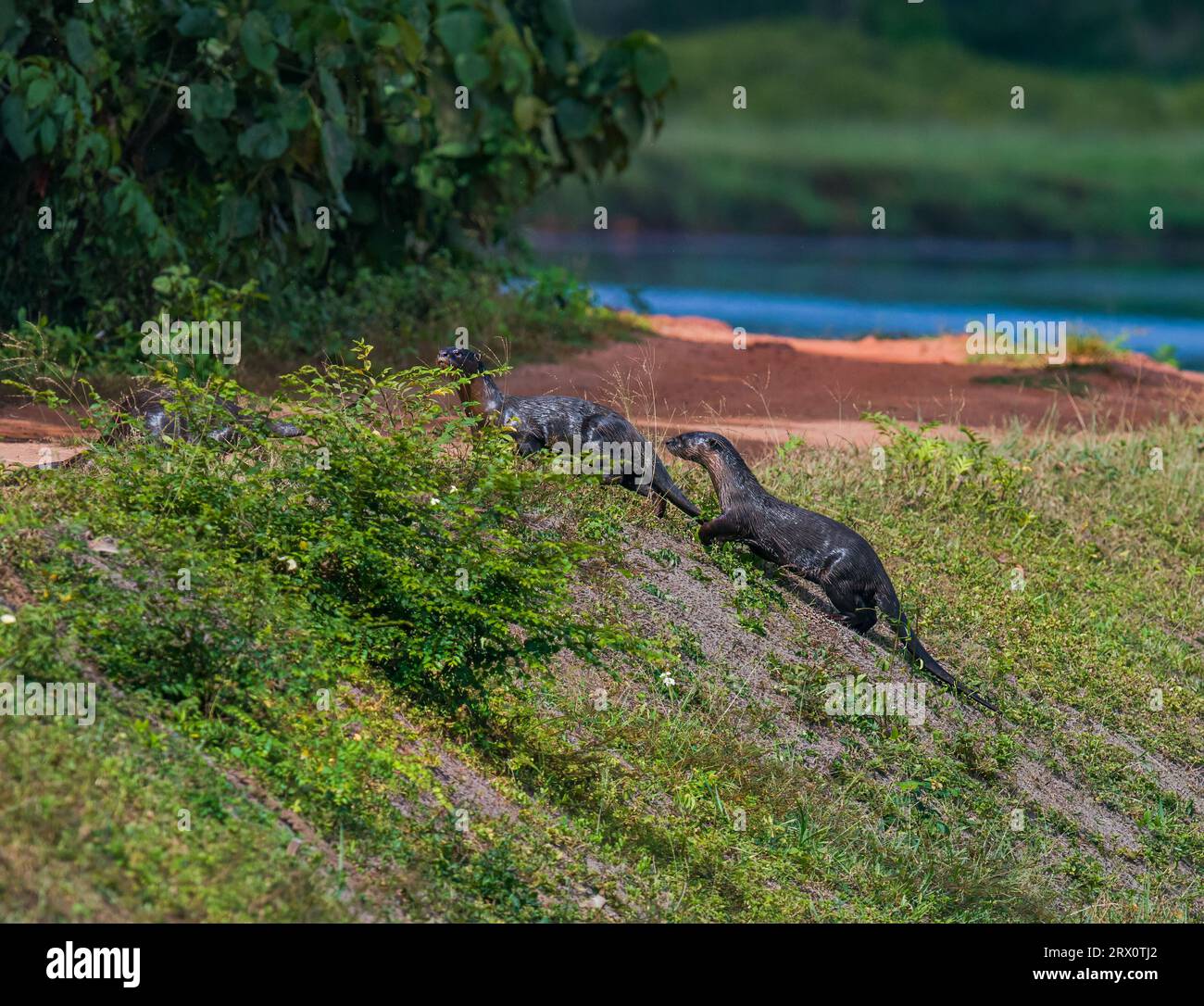 Celebrating the Resilience of Smooth-Coated Otters: Navigating the ... Celebrating the Resilience of Smooth-Coated Otters: Navigating the ...