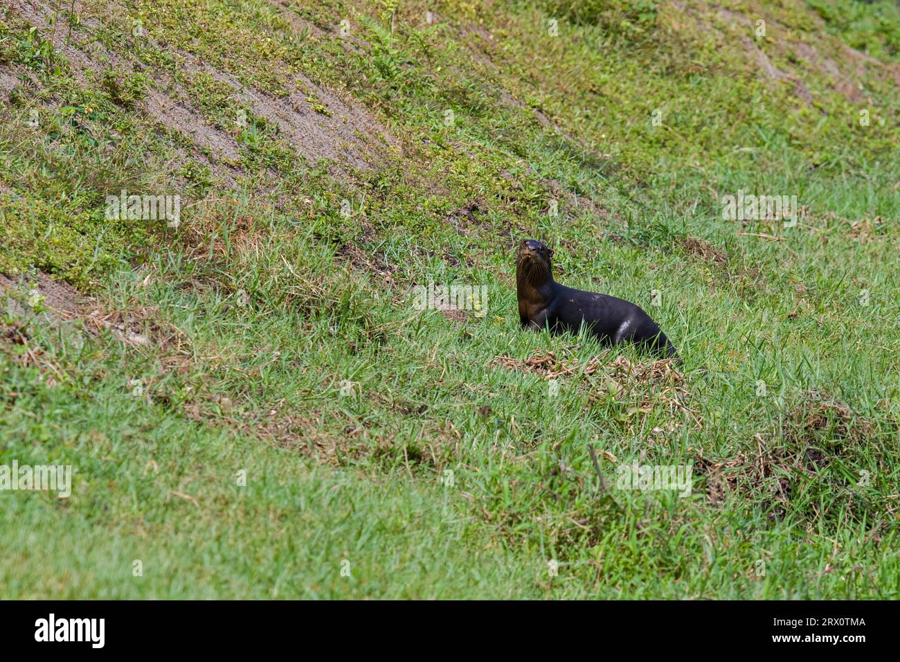 Celebrating the Resilience of Smooth-Coated Otters: Navigating the ... Celebrating the Resilience of Smooth-Coated Otters: Navigating the ...