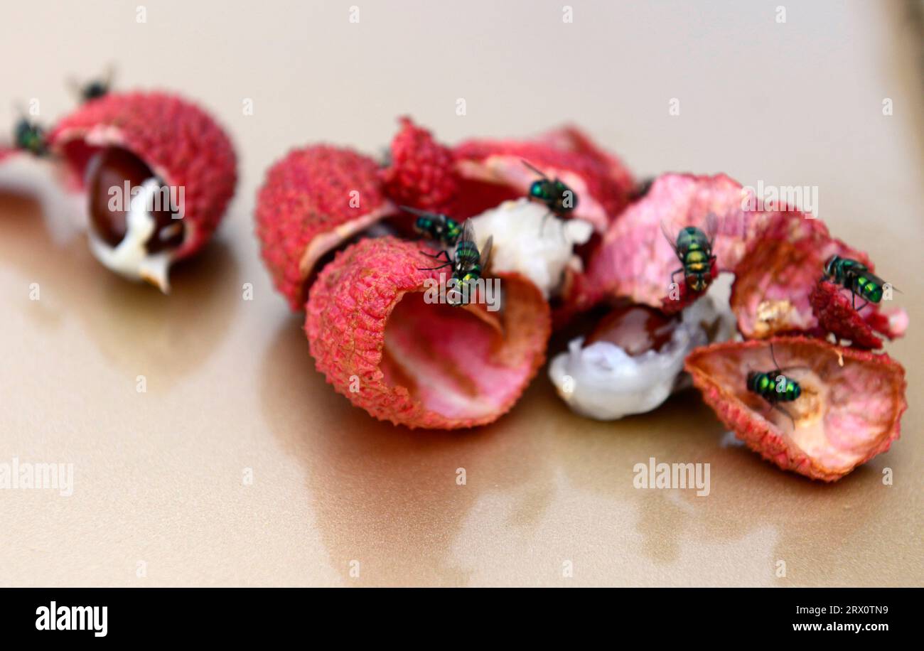 Flies on Lychee peel Stock Photo - Alamy