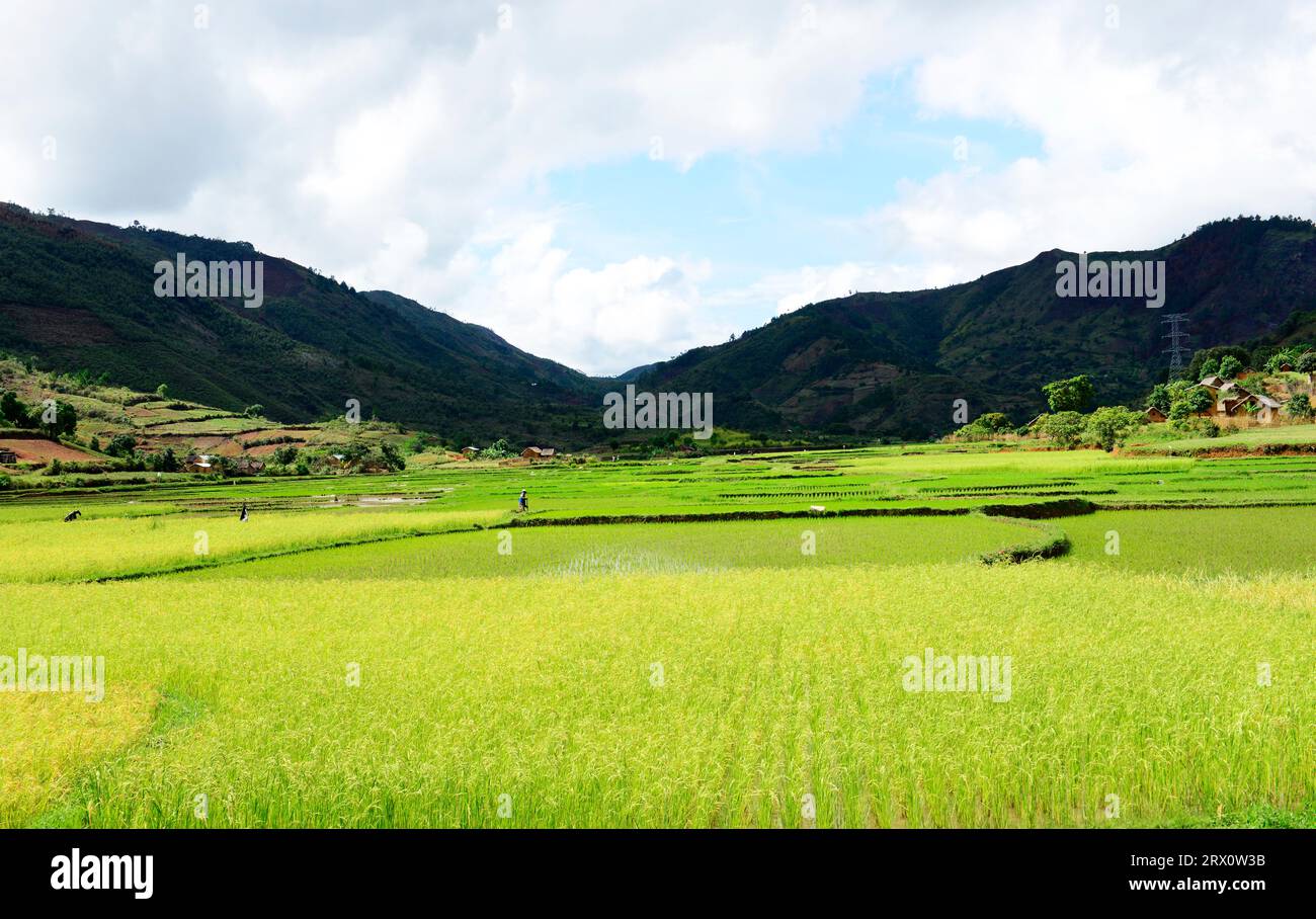 Paddy fields cultivation in Central East Madagascar Stock Photo - Alamy