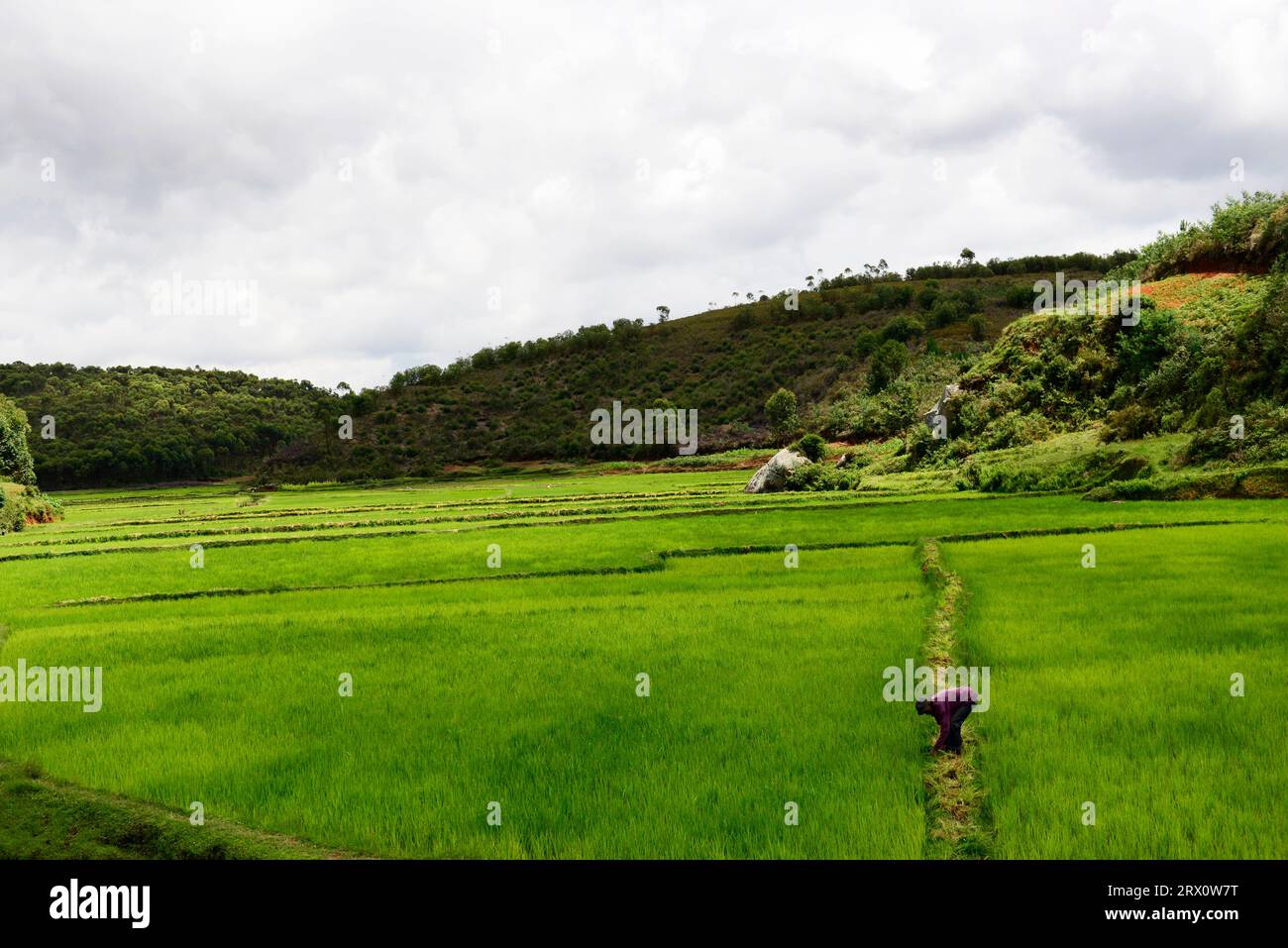 Paddy fields cultivation in Central East Madagascar Stock Photo - Alamy