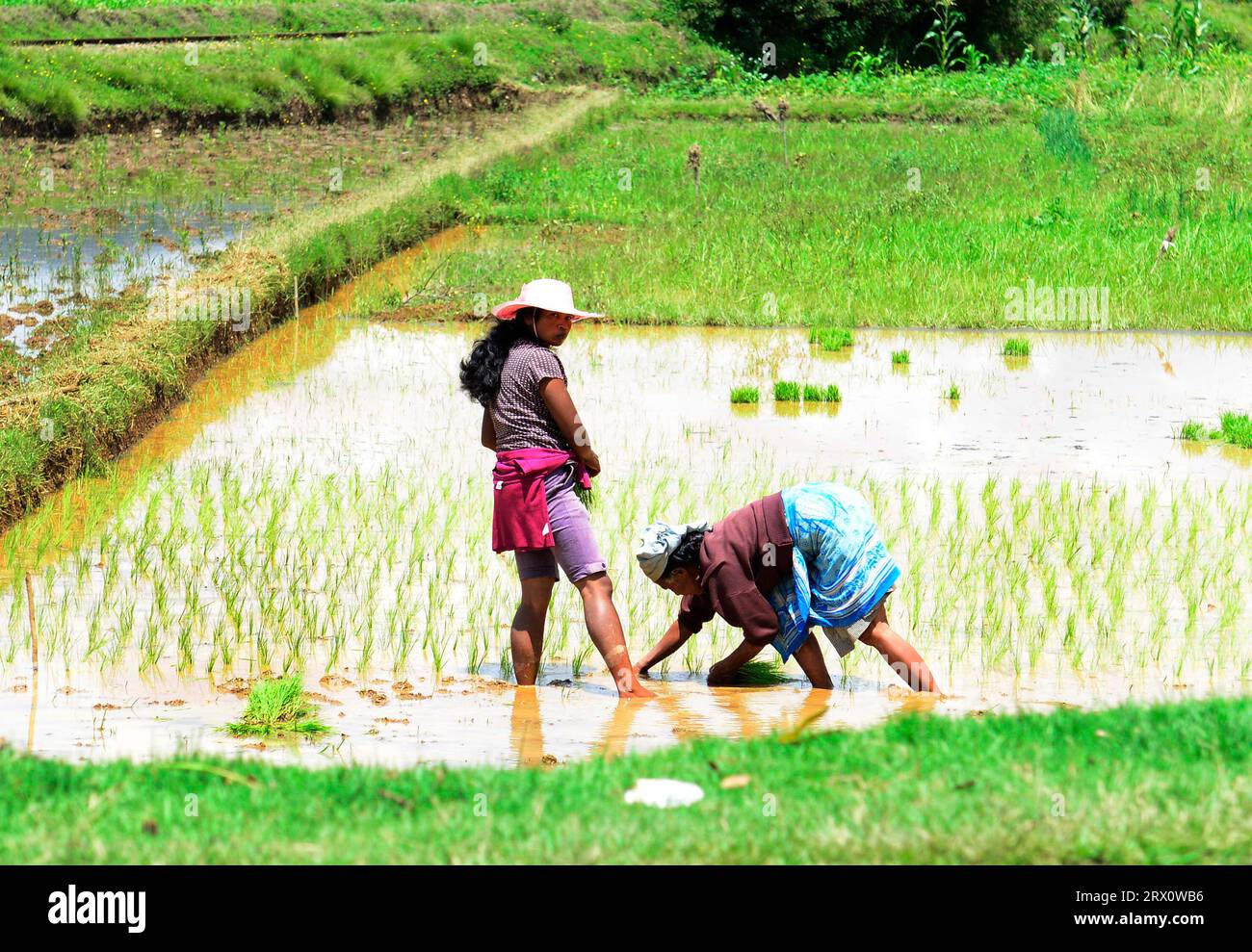 Paddy fields cultivation in Central East Madagascar Stock Photo - Alamy