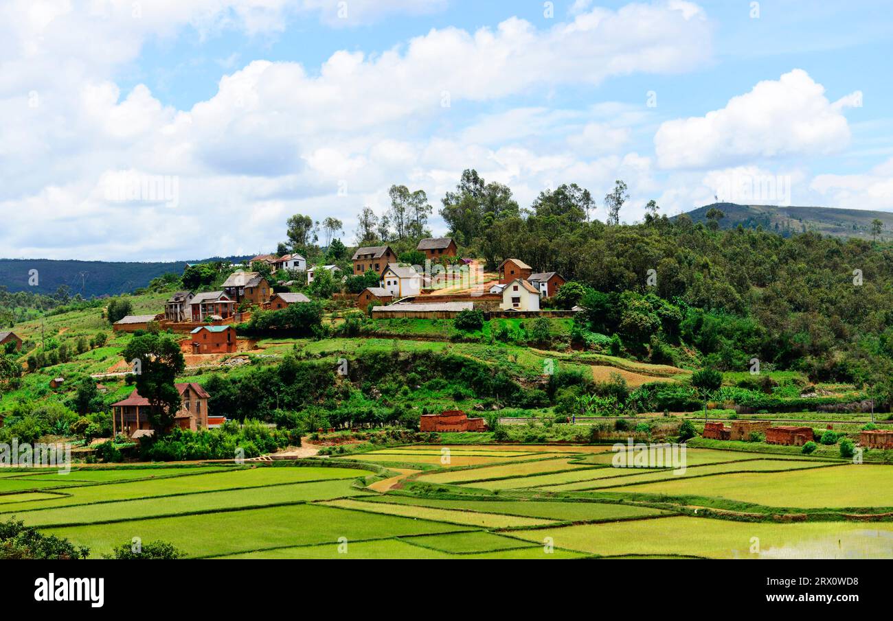 Paddy fields cultivation in Central East Madagascar Stock Photo - Alamy