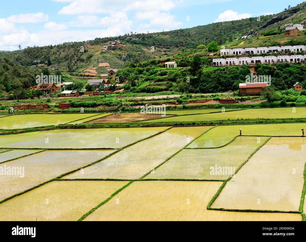 Paddy fields cultivation in Central East Madagascar Stock Photo - Alamy