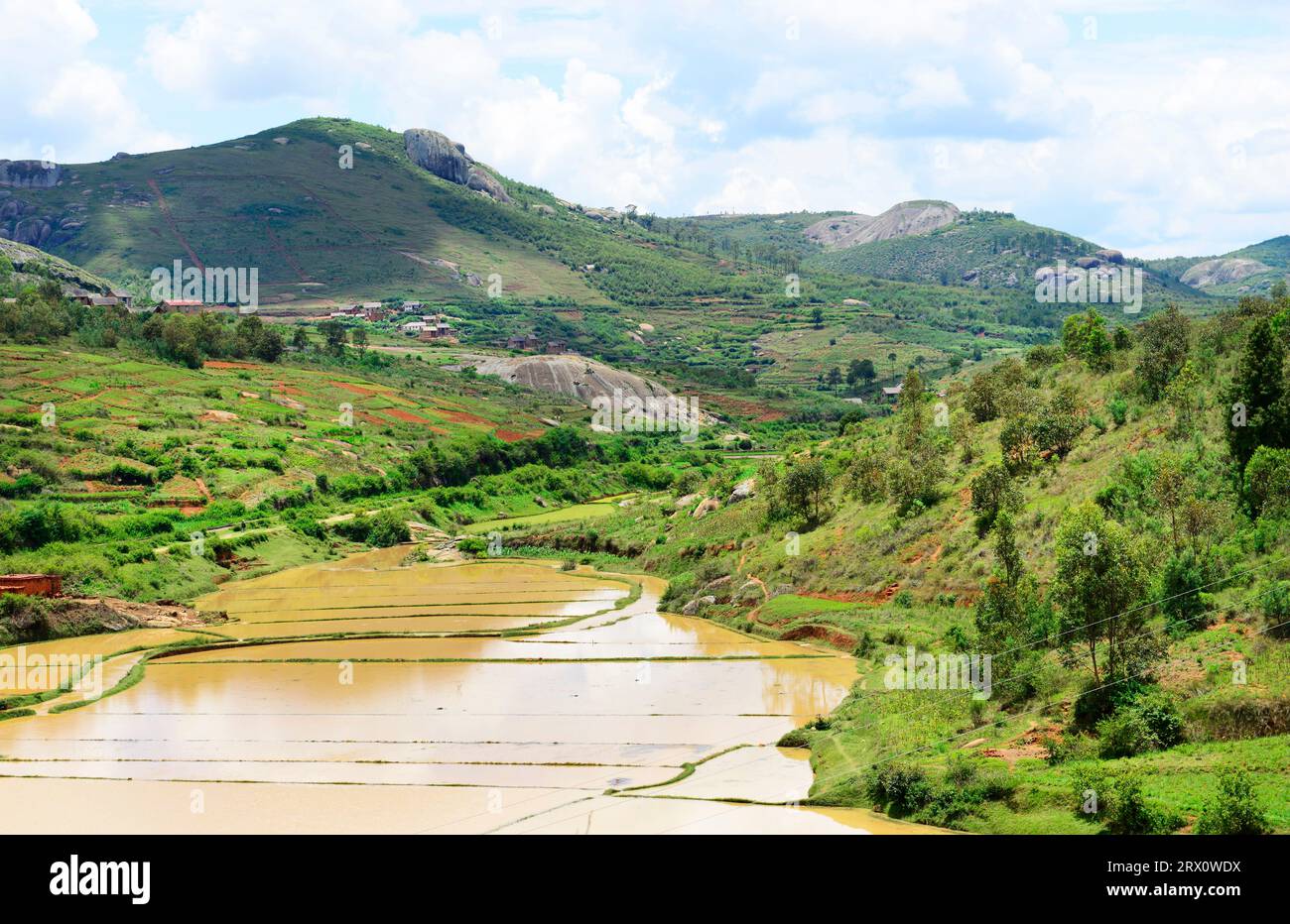 Paddy fields cultivation in Central East Madagascar Stock Photo - Alamy