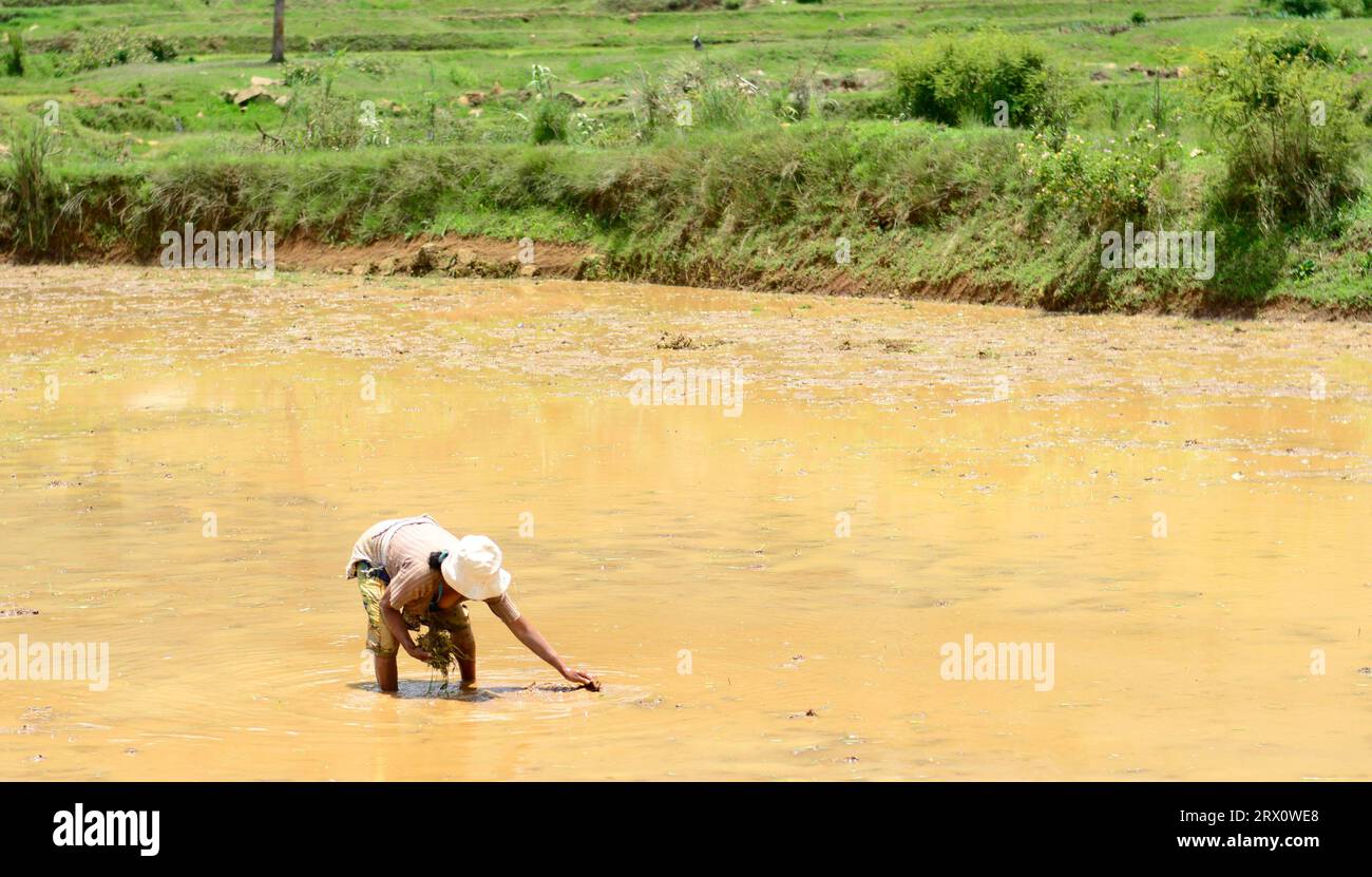 Paddy fields cultivation in Central East Madagascar Stock Photo - Alamy