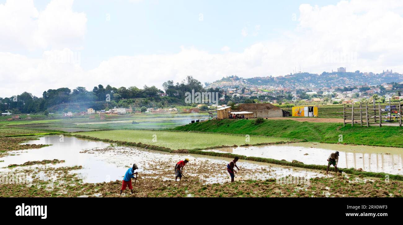 Paddy fields cultivation in the outskirts of Antananarivo, Madagascar ...
