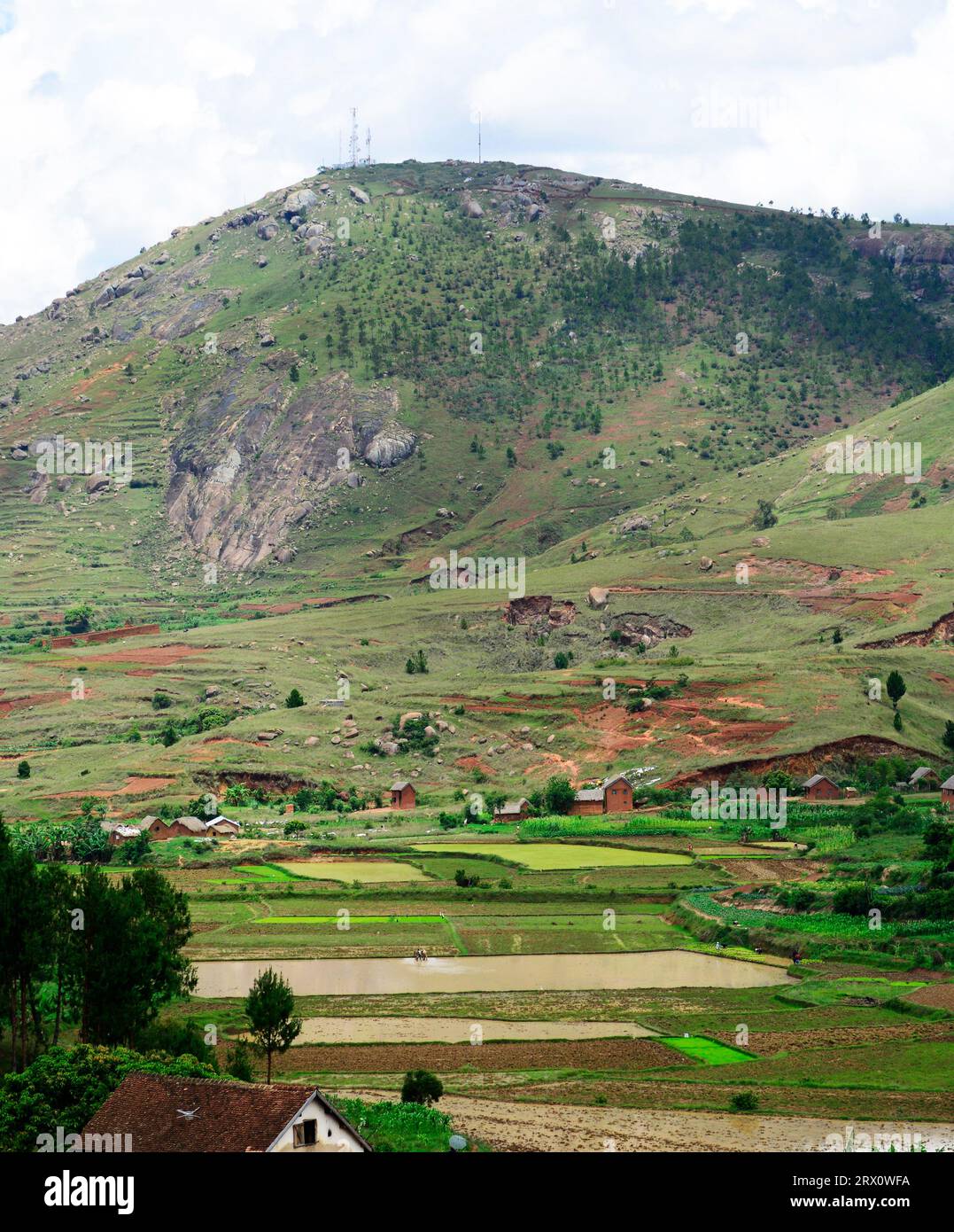 Paddy fields cultivation in Central East Madagascar Stock Photo - Alamy