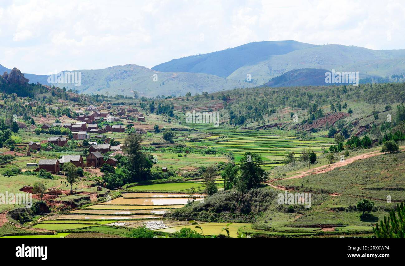 Paddy fields cultivation in Central East Madagascar Stock Photo - Alamy