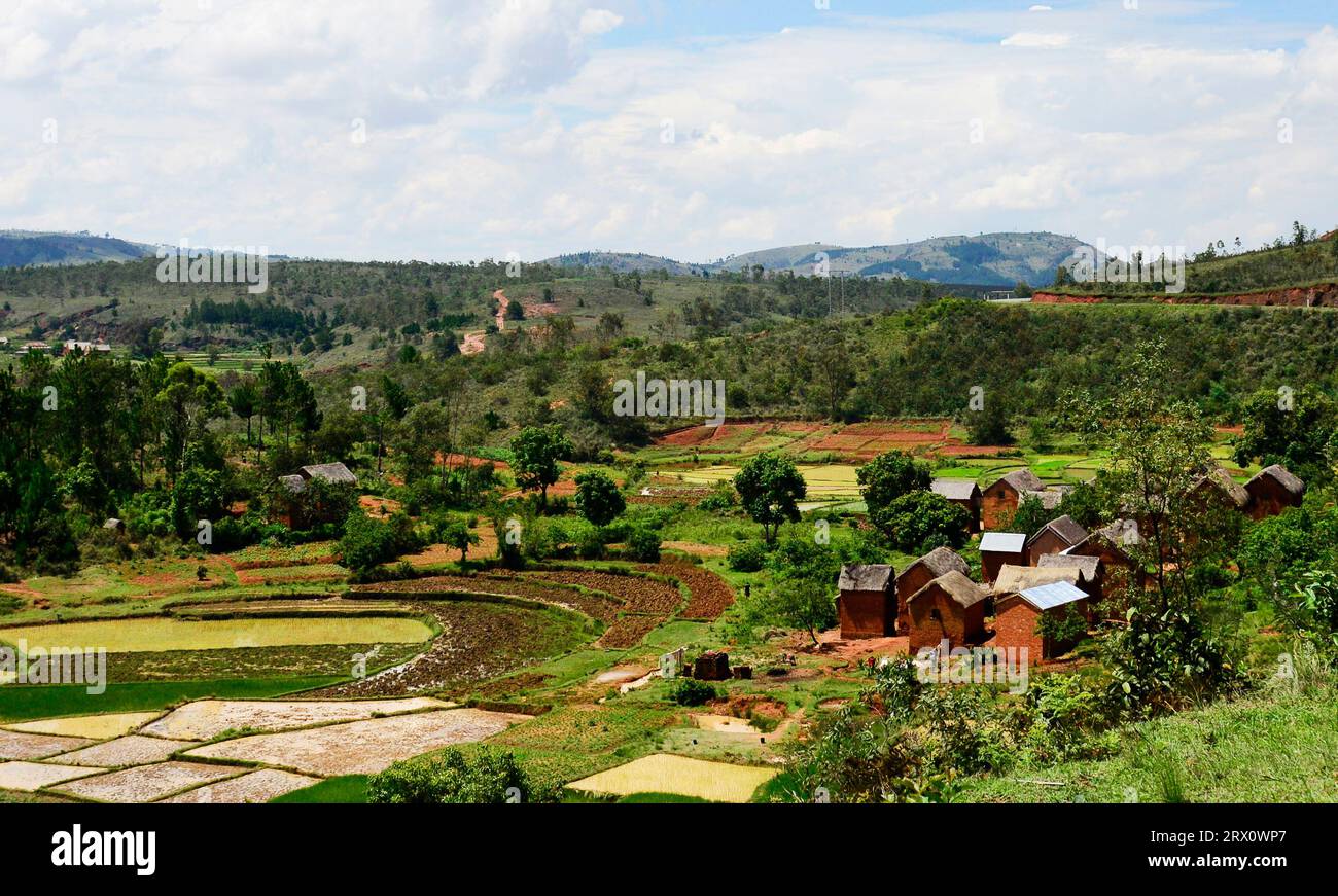 Paddy fields cultivation in Central East Madagascar Stock Photo - Alamy