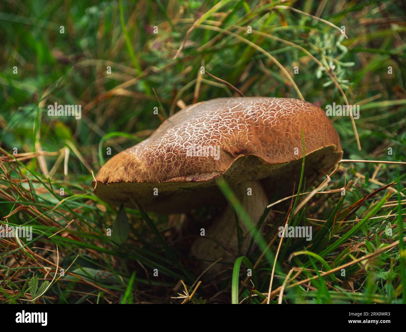 Red Cracking Bolete in autumn forest. Small mushroom with cracks on cap ...