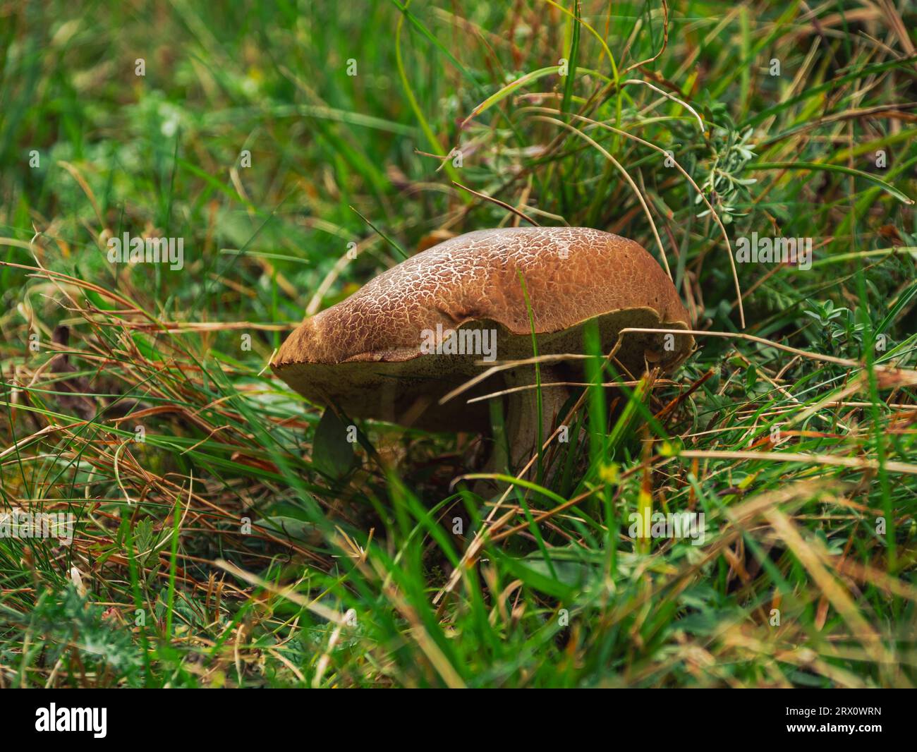 Red Cracking Bolete in autumn forest. Small mushroom with cracks on cap ...
