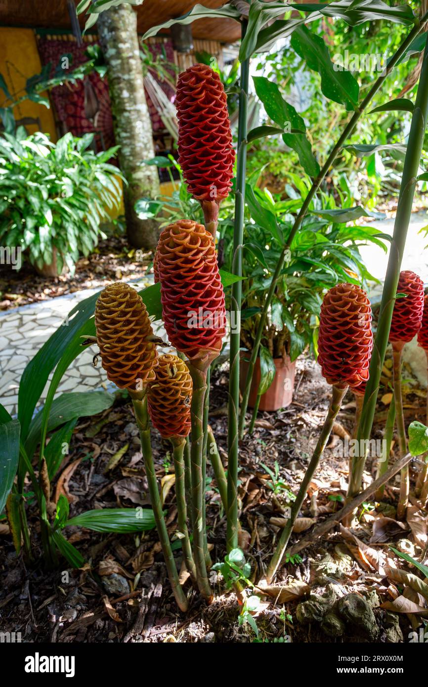Zingiber spectabile Griff, species of true ginger ornamental plant ...