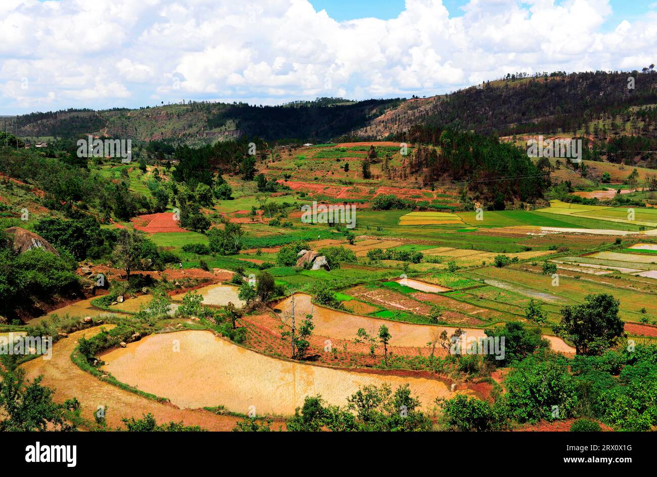 Paddy fields cultivation in Central East Madagascar Stock Photo - Alamy