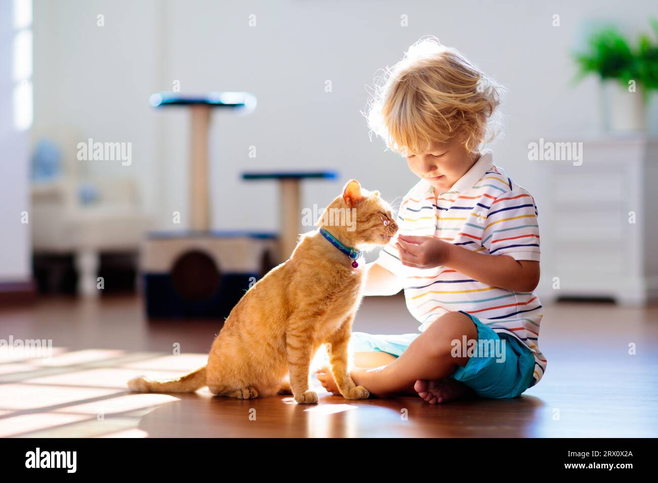 Child playing with cat at home. Kids and pets. Little boy feeding and ...