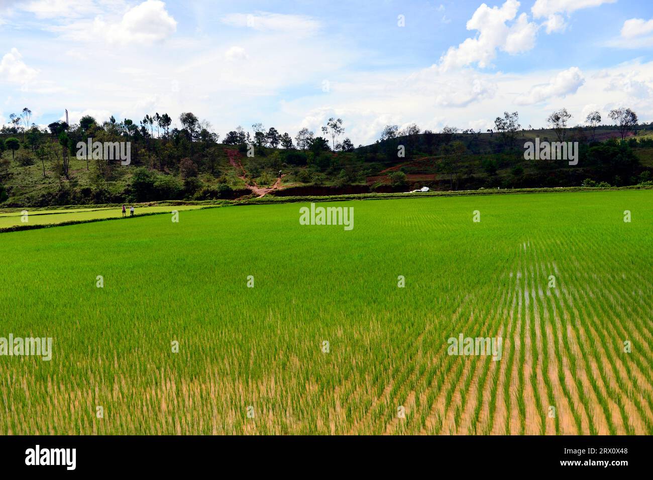 Paddy fields cultivation in Central East Madagascar Stock Photo - Alamy