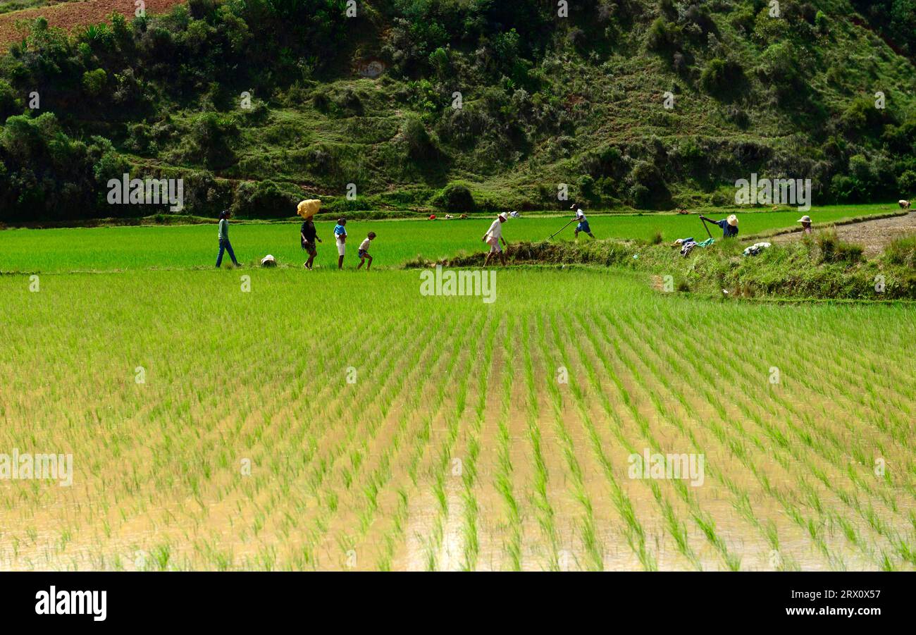 Paddy fields cultivation in Central East Madagascar Stock Photo - Alamy