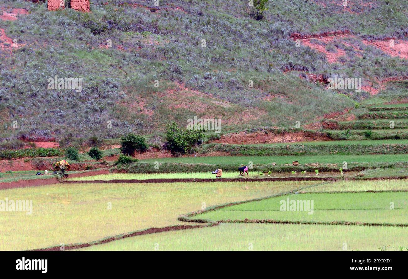 Paddy fields cultivation in Central East Madagascar Stock Photo - Alamy