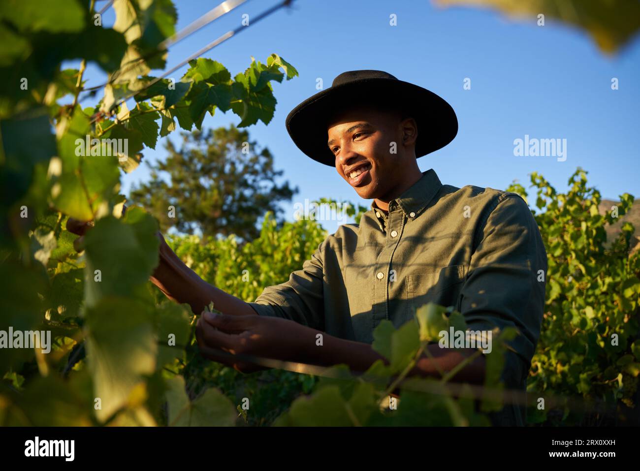 Person harvesting crops in green hi-res stock photography and images ...