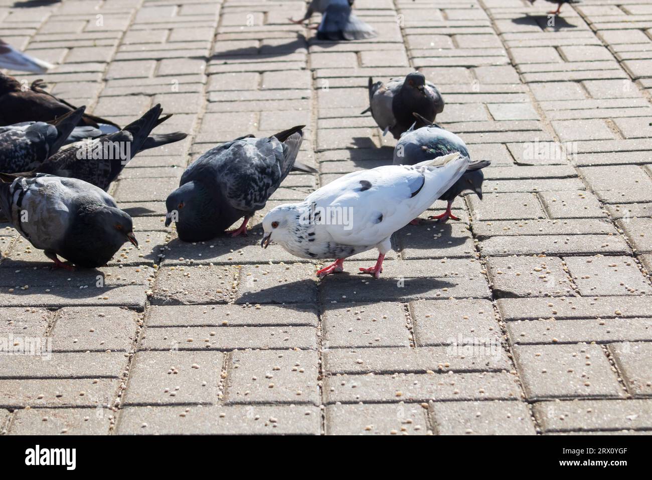Pigeons eating grain on the sidewalk close up Stock Photo - Alamy