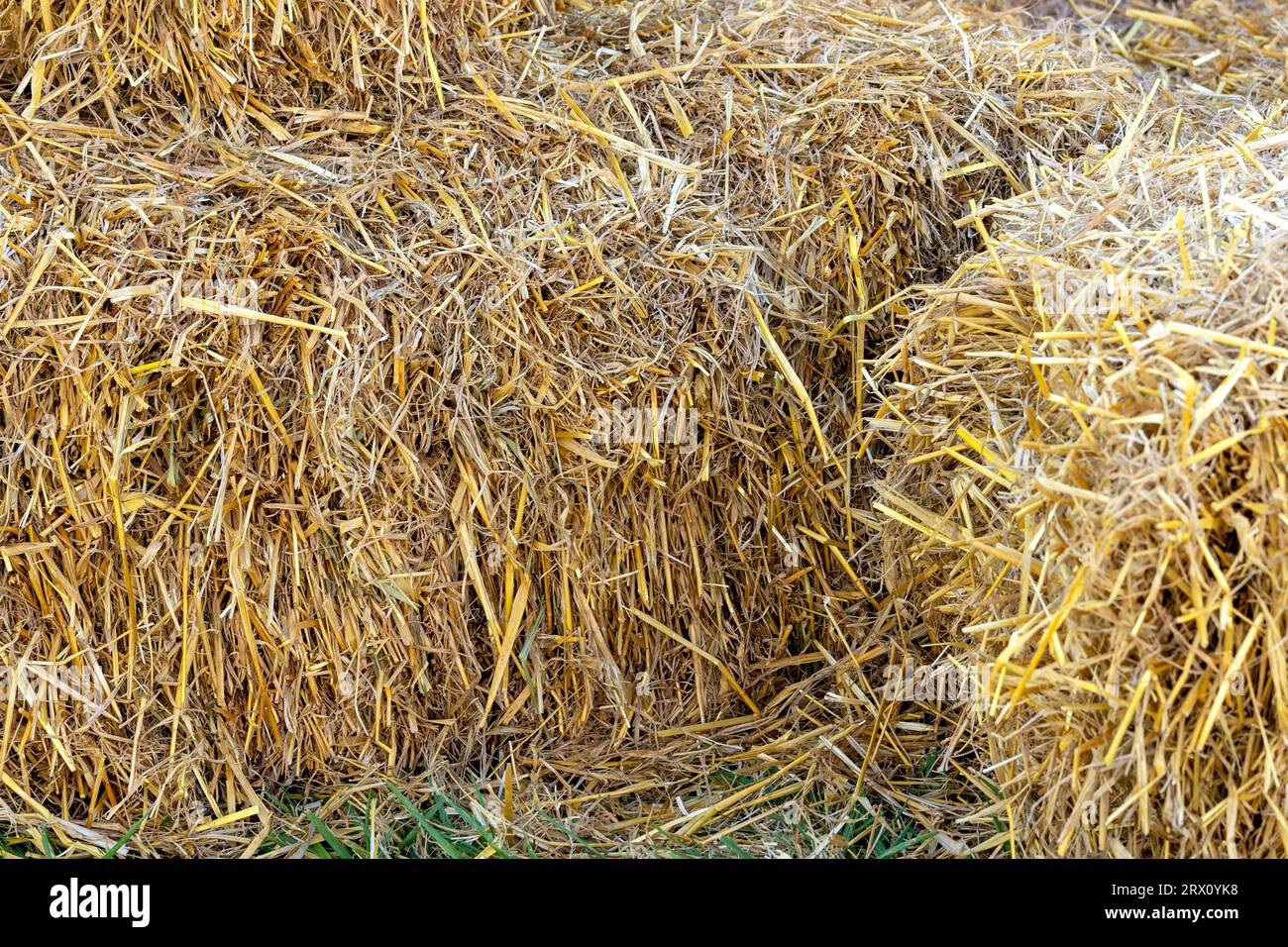 Stacks of straw. Alternative fuel source. Concept Alternative fuel ...