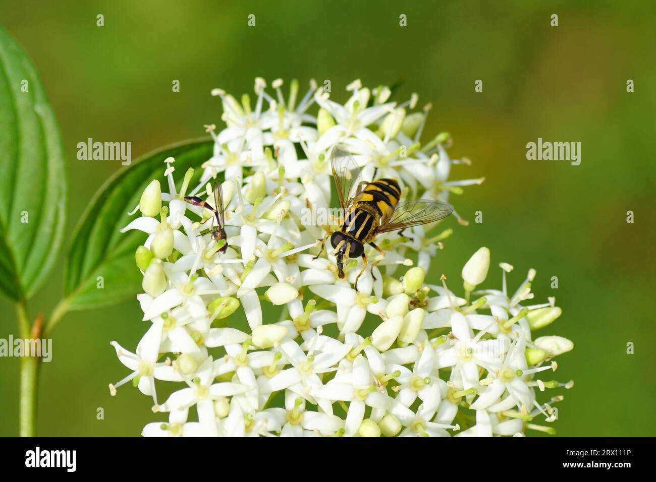 Close up Sun fly Helophilus pendulus and hoverfly Baccha elongata ...