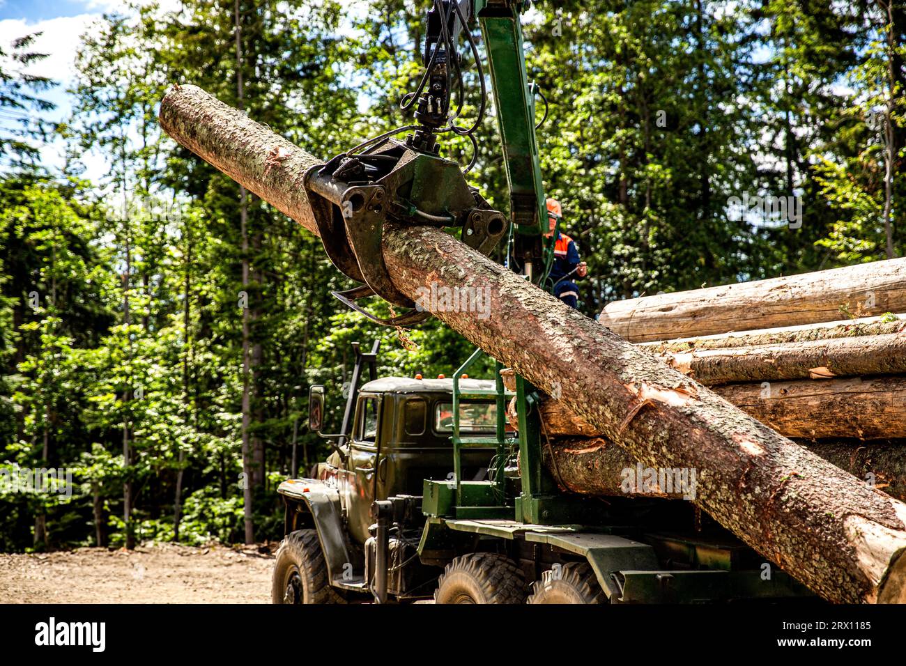 Forest industry. Wheel-mounted loader, timber grab. Felling of trees ...