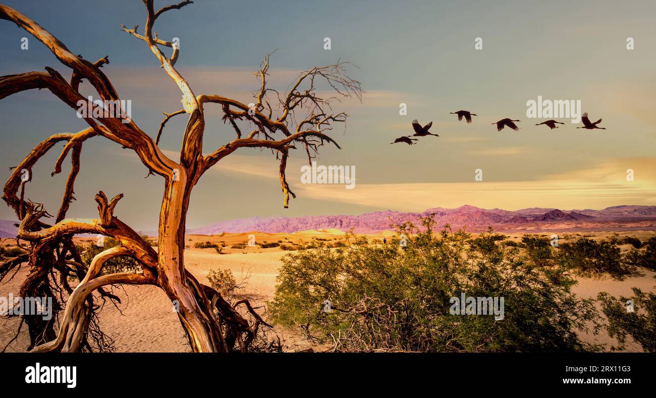 trees in desert, death valley national park, california, united states ...
