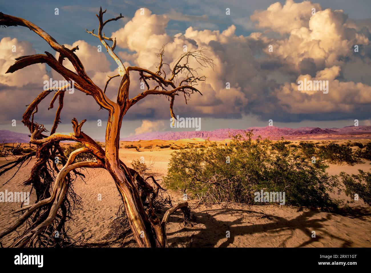 trees in desert, death valley national park, california, united states ...