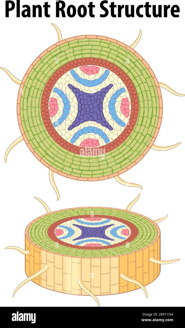A cartoon-style vector illustration depicting the structure of a plant ...