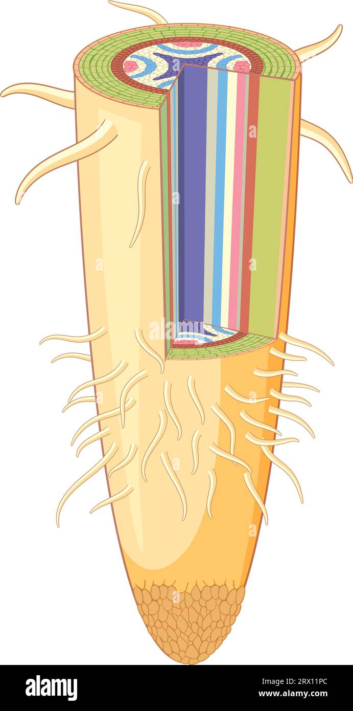 A cartoon-style vector illustration depicting the structure of a plant ...