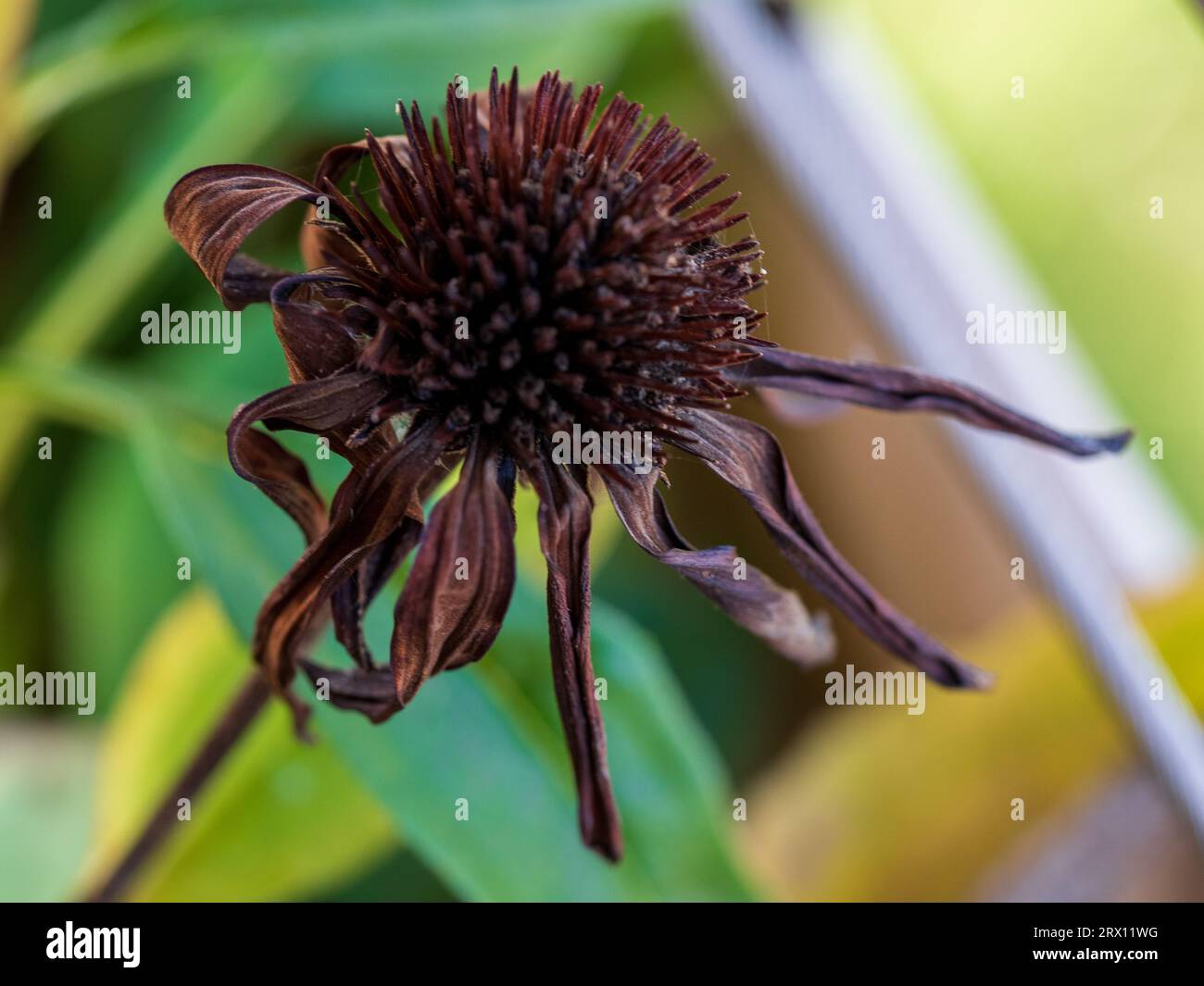 Dead coneflower hi-res stock photography and images - Alamy