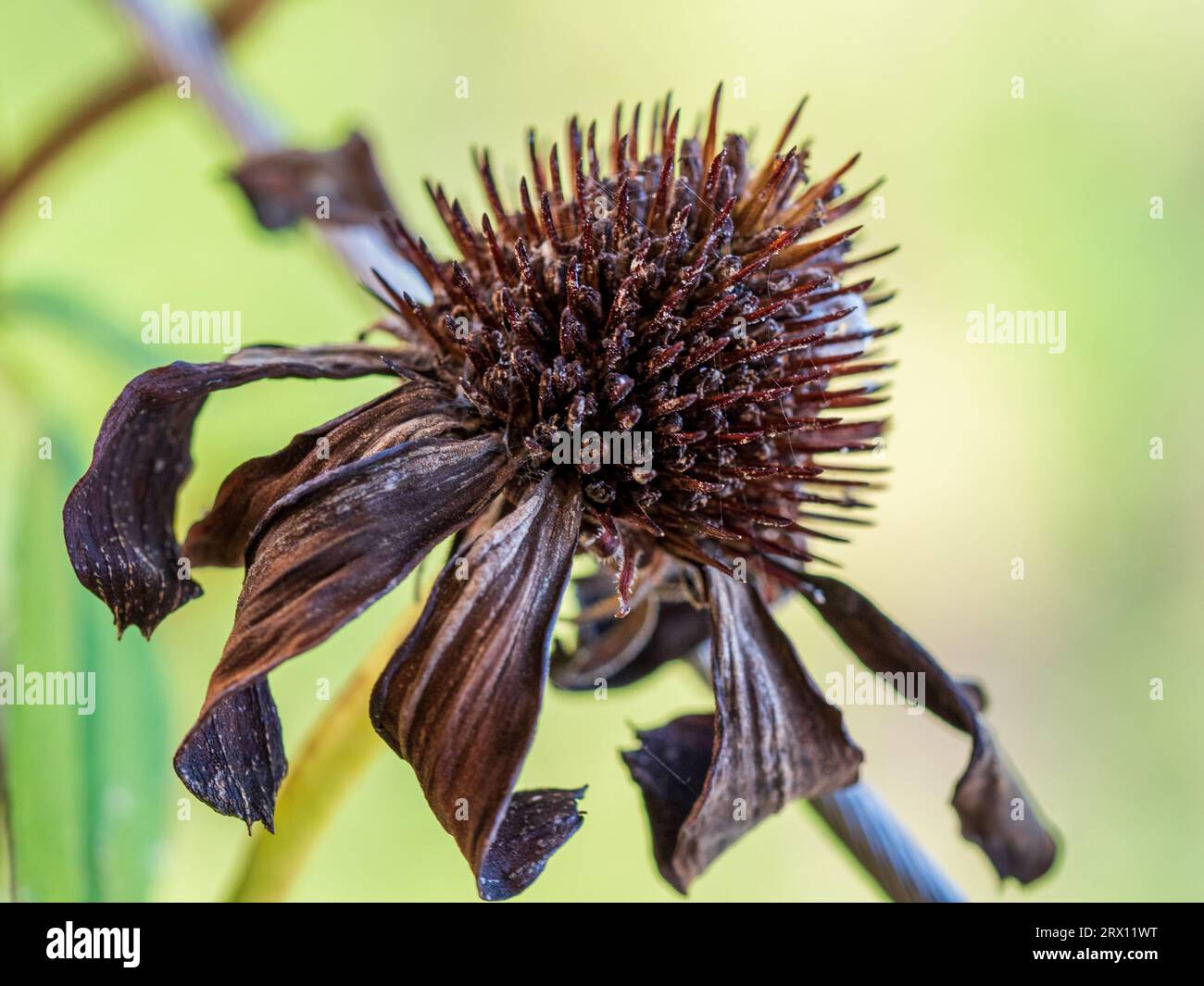 Spent cone hi-res stock photography and images - Alamy