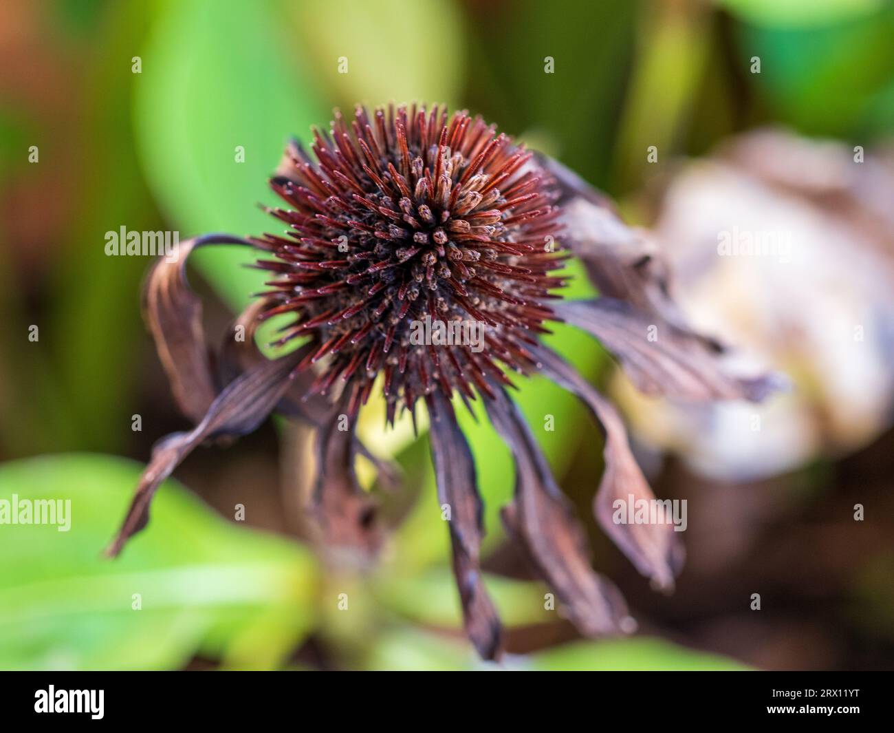 Dead coneflower blooms hi-res stock photography and images - Alamy
