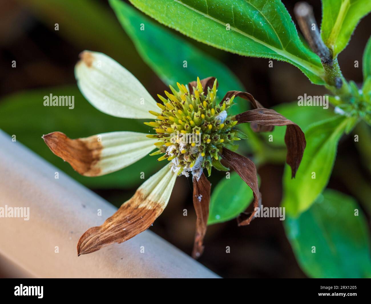 Cone flower dying with half its petals turning brown, shrivelling and ...