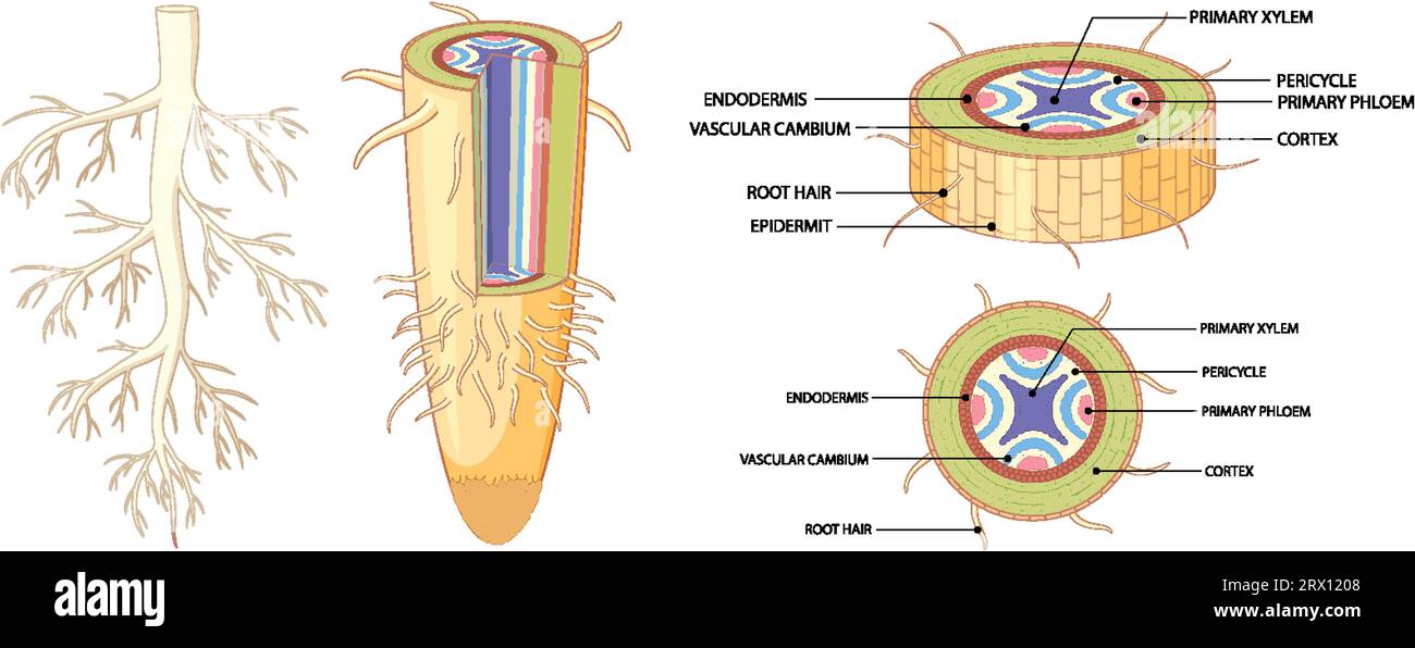 Illustrated diagram explaining the different components of root systems ...
