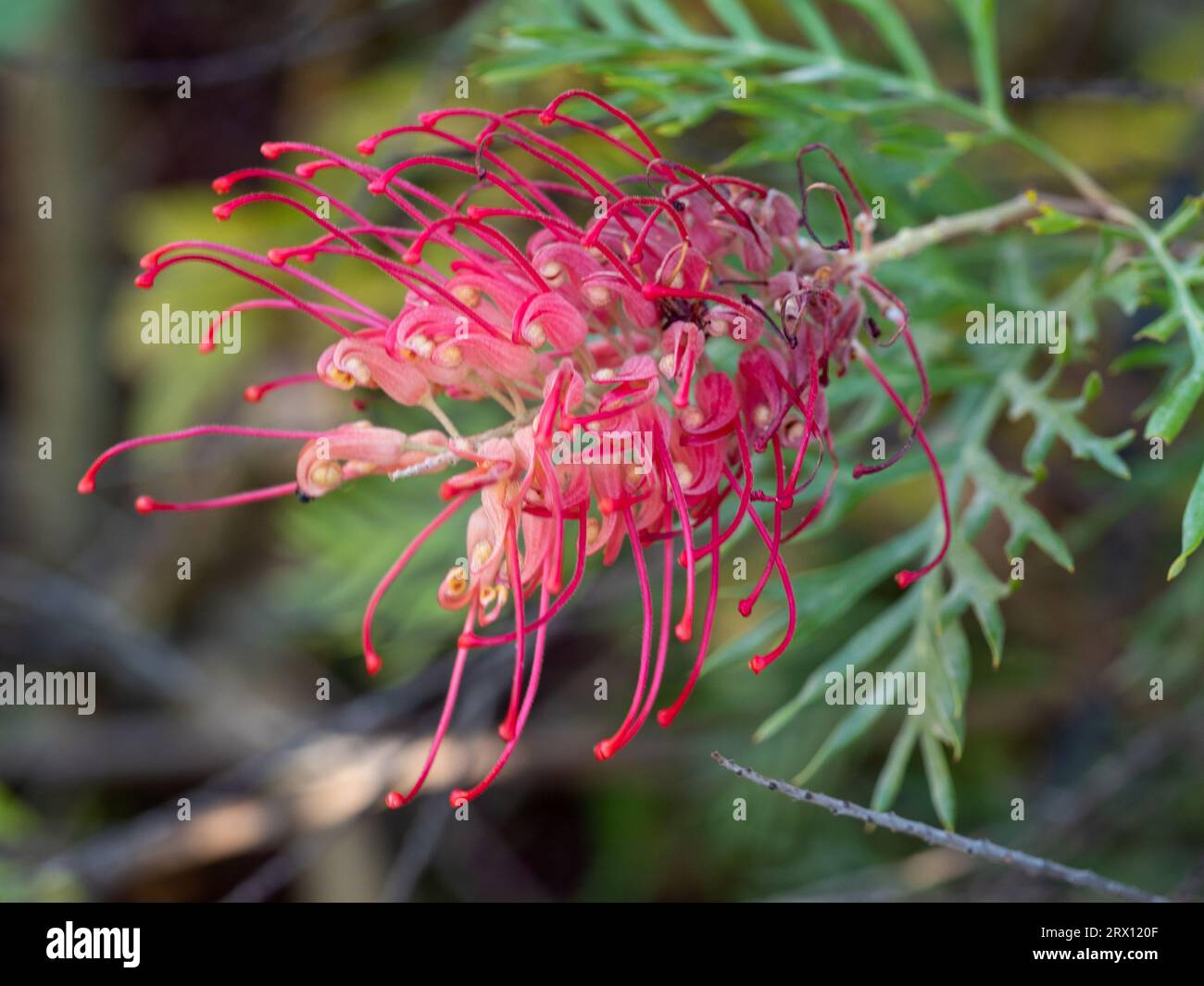 Red Grevillea flower in bloom, green leaves, Australia Stock Photo - Alamy