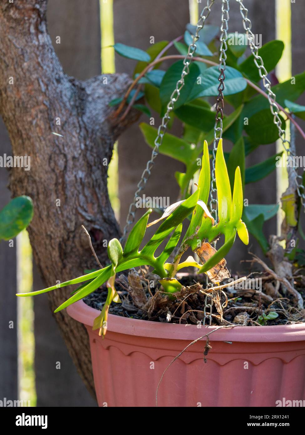 Fern Leaf Cactus plant, epiphyllum chrysocardium, sunlit green leaves ...