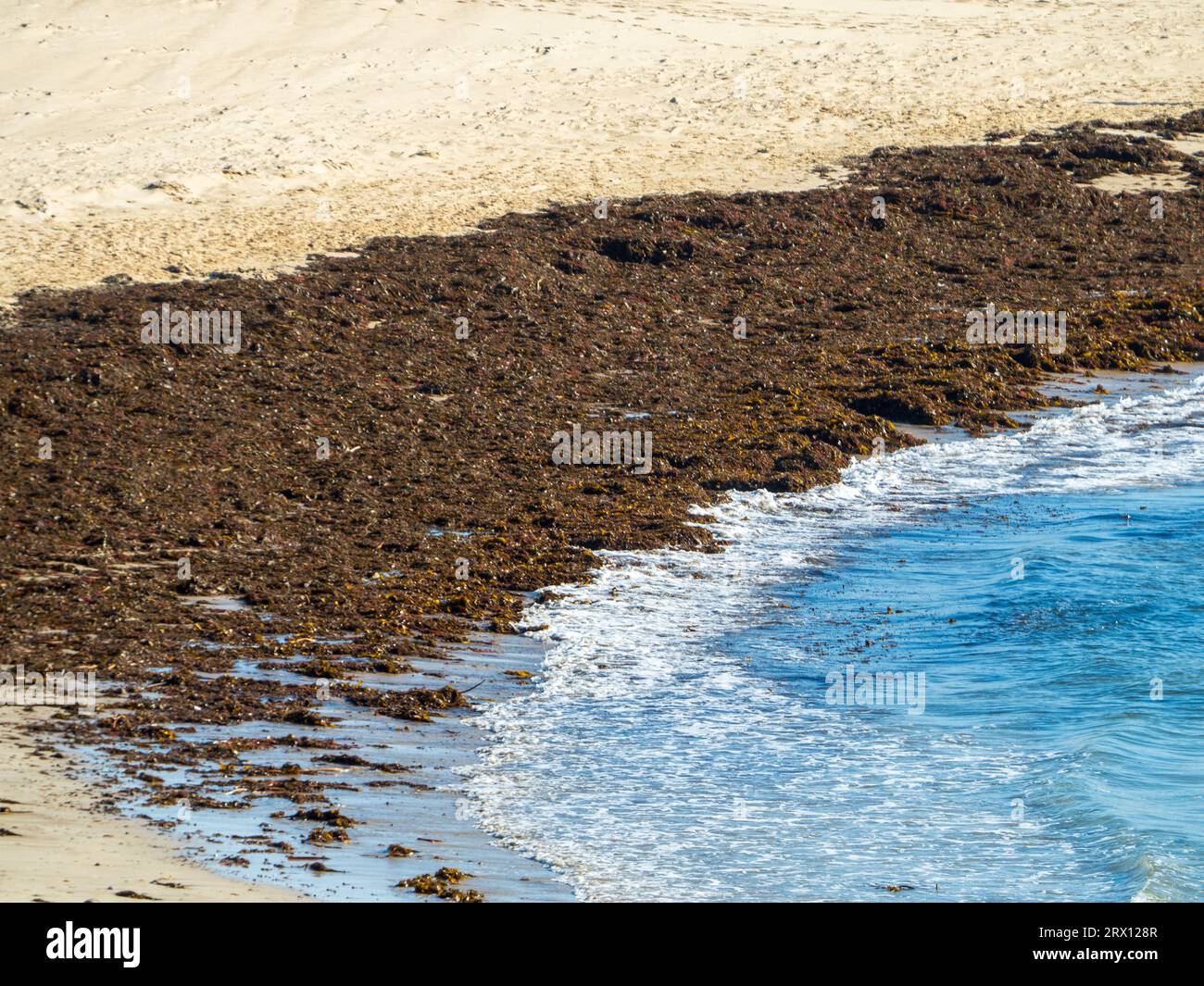 a mass of seaweed on an Australian beach, sea water lapping the shore ...