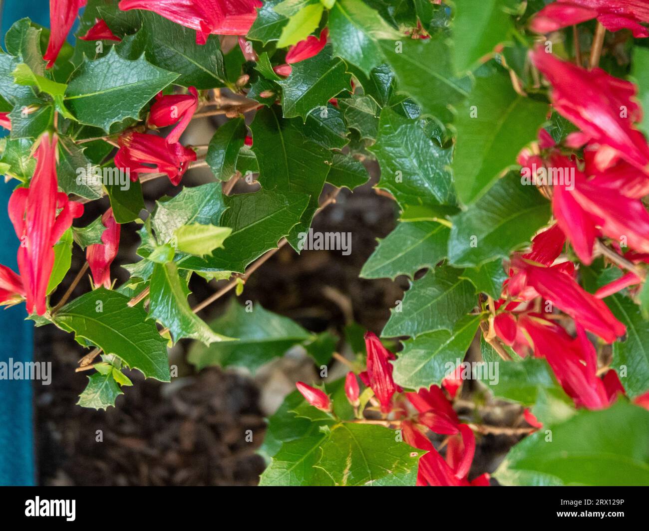 Holly Fuchsia, Graptophyllum ilicifolium, red flowers and traditional ...