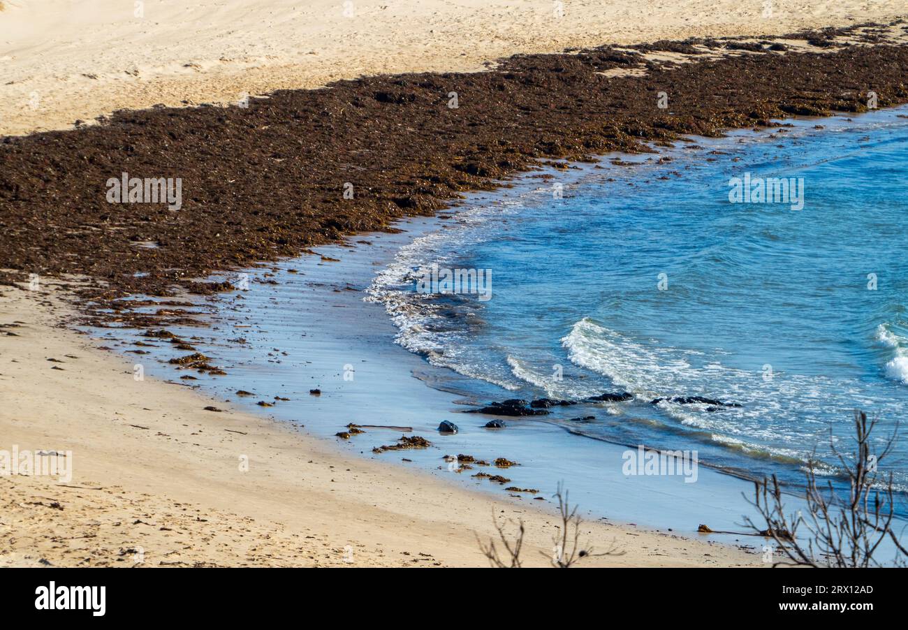 a mass of seaweed on an Australian beach, sea water lapping the shore ...