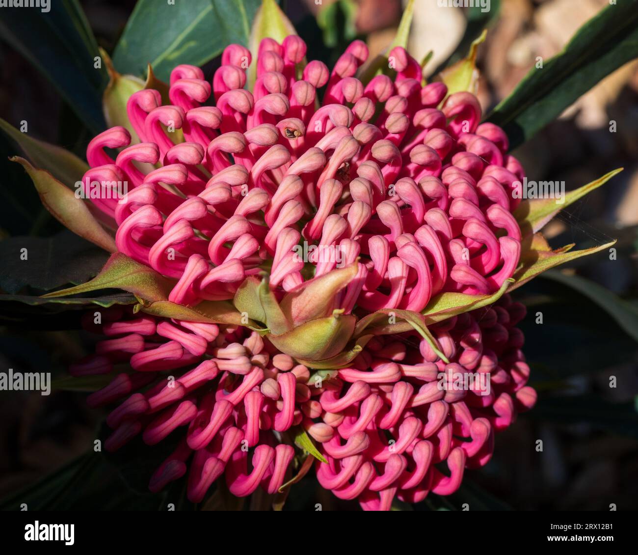 Native waratah telopea flowers australia hi-res stock photography and ...