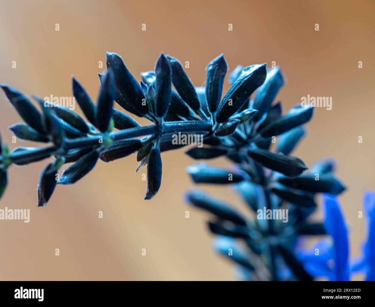 Black stem salvia hi-res stock photography and images - Alamy