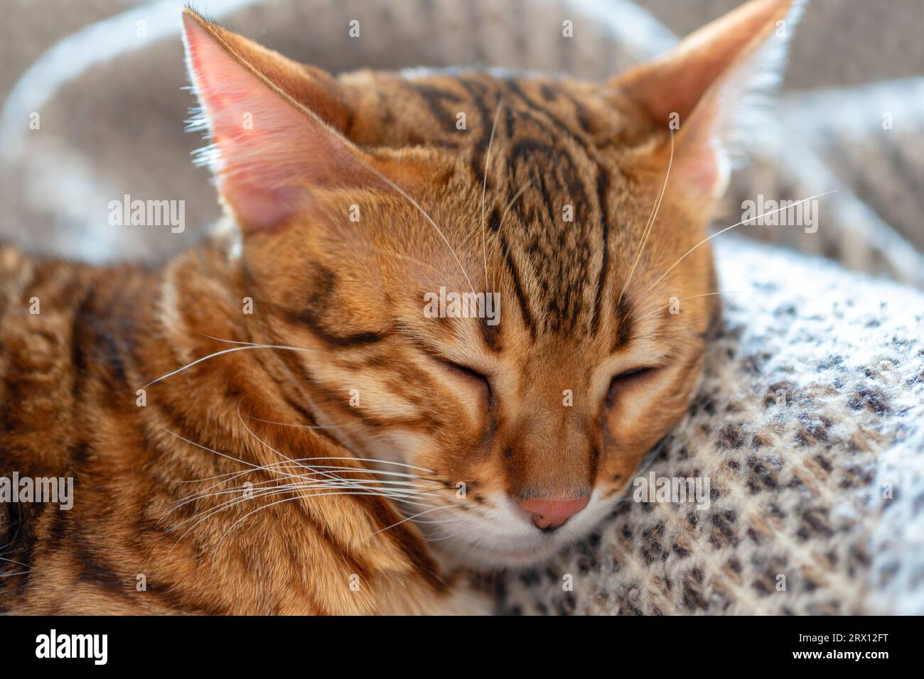 Side view cat funny sleeping hi-res stock photography and images - Alamy