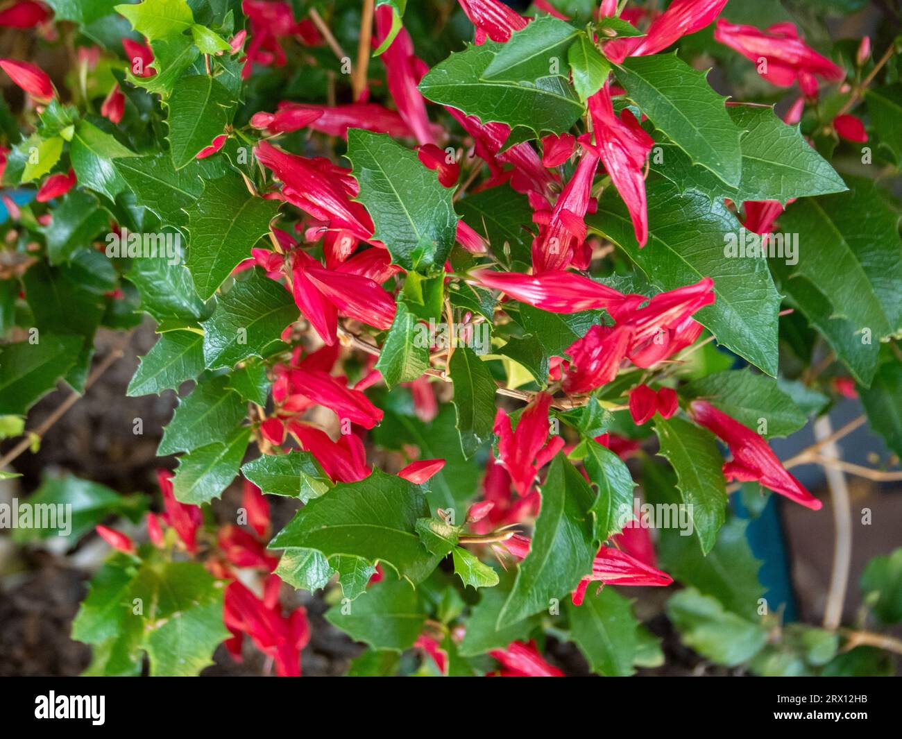 Holly Fuchsia, Graptophyllum ilicifolium, red flowers and traditional ...
