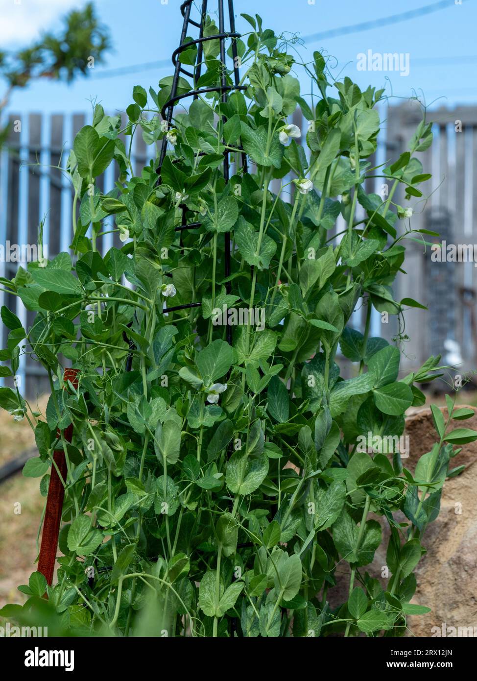 Green leafy Pea Plant vines climbing up a spiral trellis Stock Photo ...