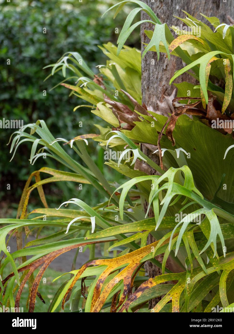 Australian staghorn fern hi-res stock photography and images - Alamy