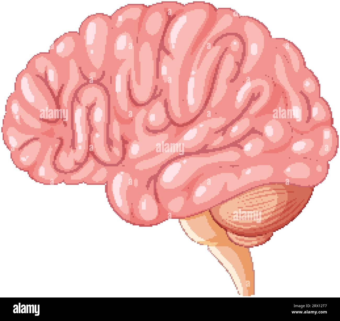 Colorful cartoon-style illustration depicting the anatomy of the human ...